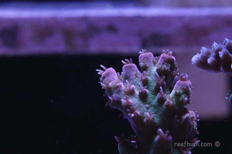 SPS Deep Dive – Strawberry Shortcake - ReefBum