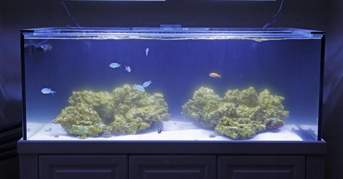 The Trials & Tribulations of a Young Reef Tank - ReefBum