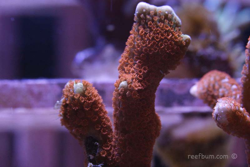 SPS Deep Dive: Forest Fire Digitata - ReefBum