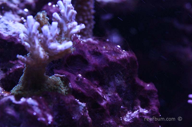 How I beat Cyano - ReefBum