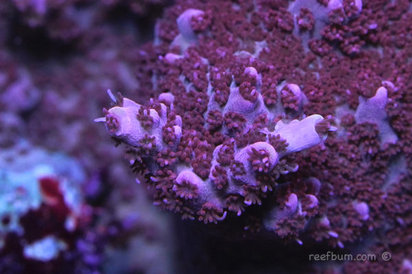 How to Keep SPS Coral Part 1: Testing, Lighting, and Flow - ReefBum